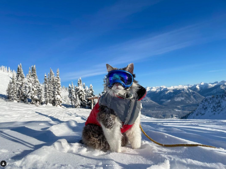 Katze geht Skifahren: Video von „Gary the Cat“ auf den Skipisten in ...